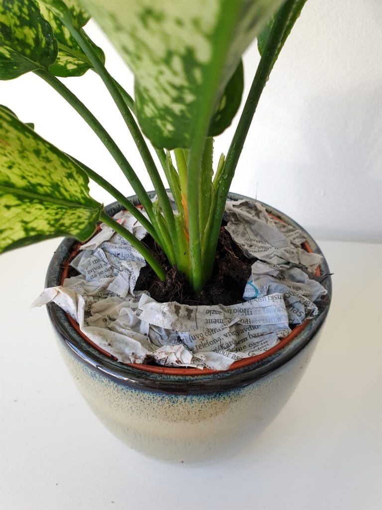 Kako poskrbeti za rastline, ko gremo na dopust? - Džungla Plants