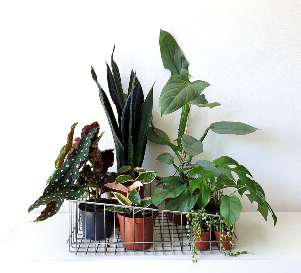 Kako poskrbeti za rastline, ko gremo na dopust? - Džungla Plants