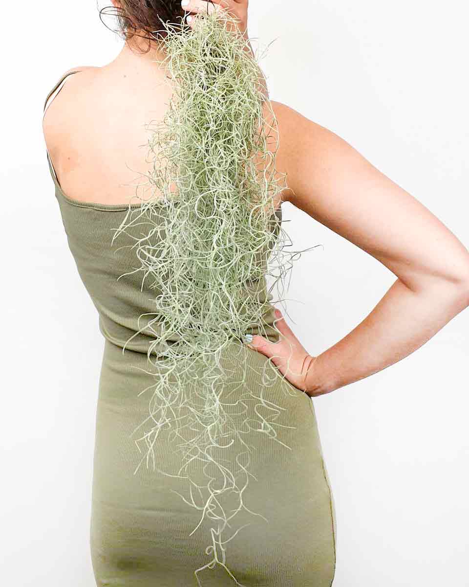 Tillandsia usneoides (L) - Džungla Plants