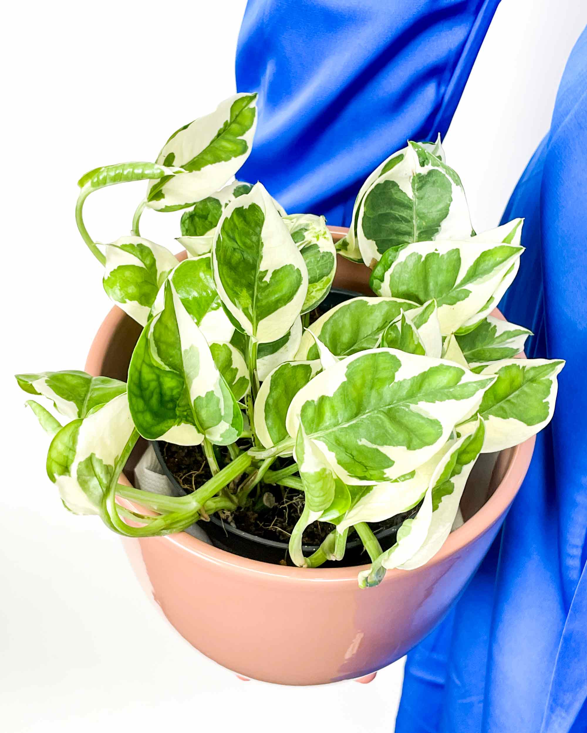 Epipremnum aureum N'joy (M) - Džungla Plants