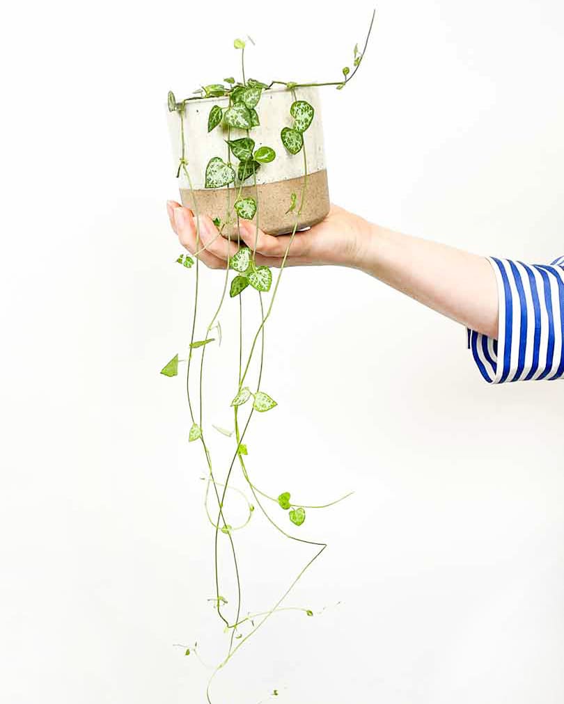 String of arrows (M) - Džungla Plants