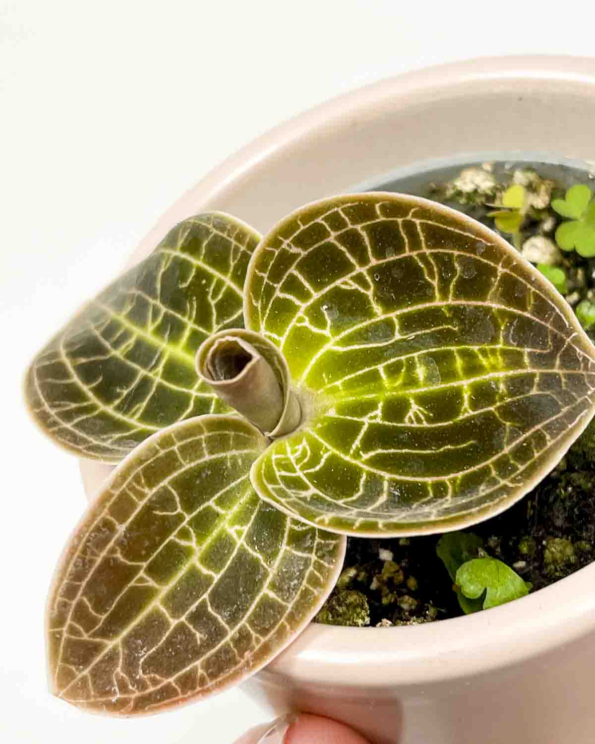 Dossinia marmorata 'Queen of Jewel Orchids' (XS) - Džungla Plants