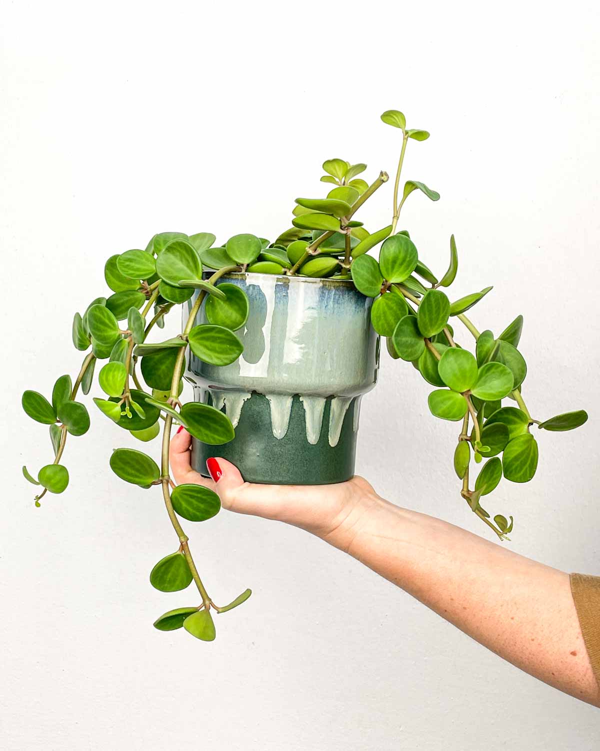 Rabbit's Foot Fern (Humata tyermannii) (M) - Džungla Plants