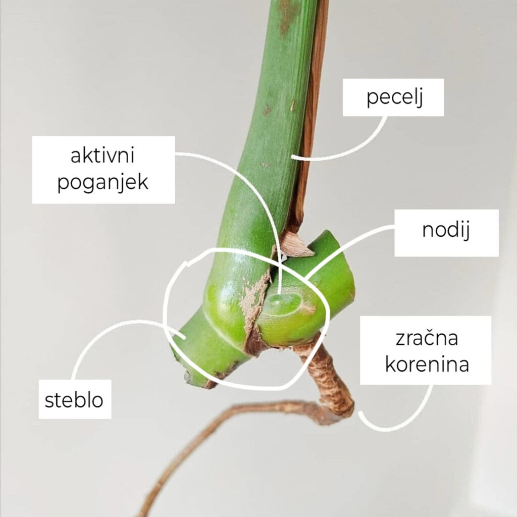 Kako razmnoževati monstero? - Džungla Plants