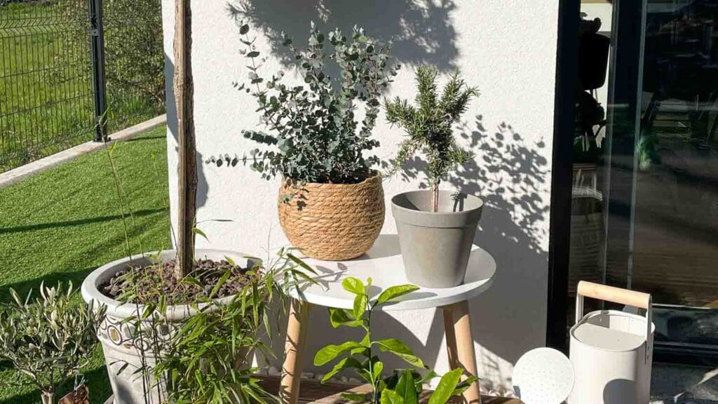 Kako pred zimo pravilno zaščitim zunanje rastline? - Džungla Plants