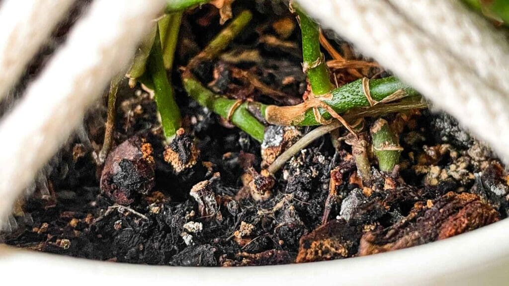 Plesen in gobe v zemlji sobnih rastlin: Kako, zakaj ter načini ...