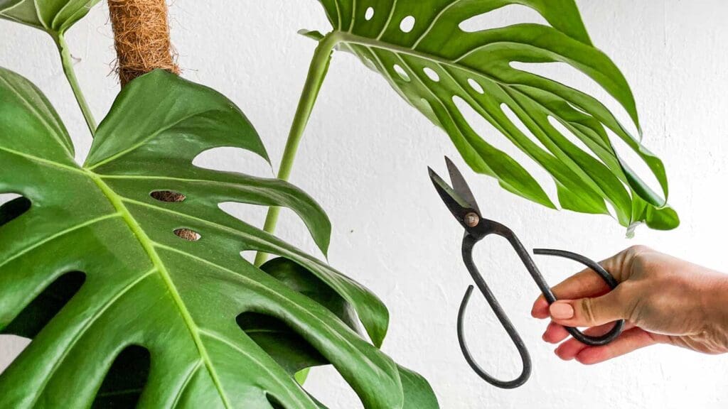 Nasveti - Džungla Plants