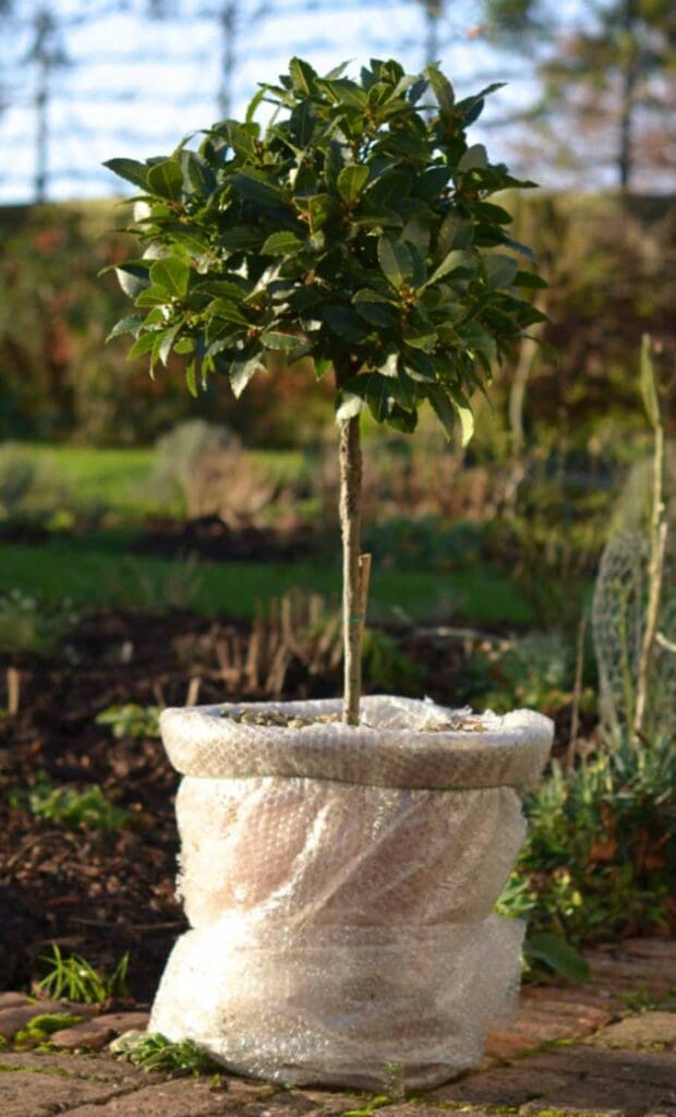 Kako pred zimo pravilno zaščitim zunanje rastline? - Džungla Plants