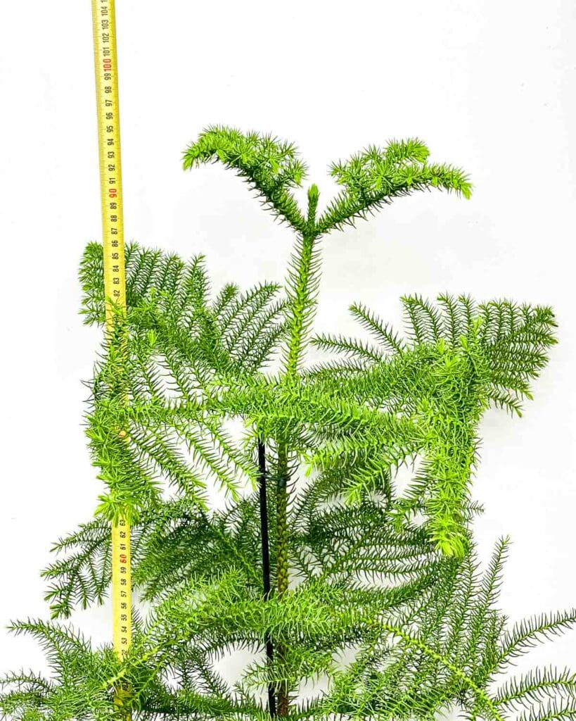 Božična sobna smreka (Araucaria heterophylla) (XL) - Džungla Plants