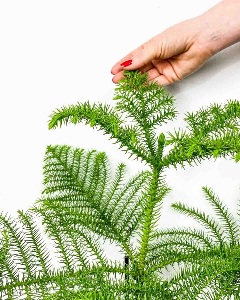 Božična sobna smreka (Araucaria heterophylla) (XL) - Džungla Plants