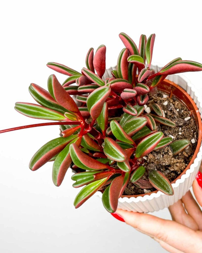 Peperomia graveolens ‘Ruby Glow’ (S) - Džungla Plants