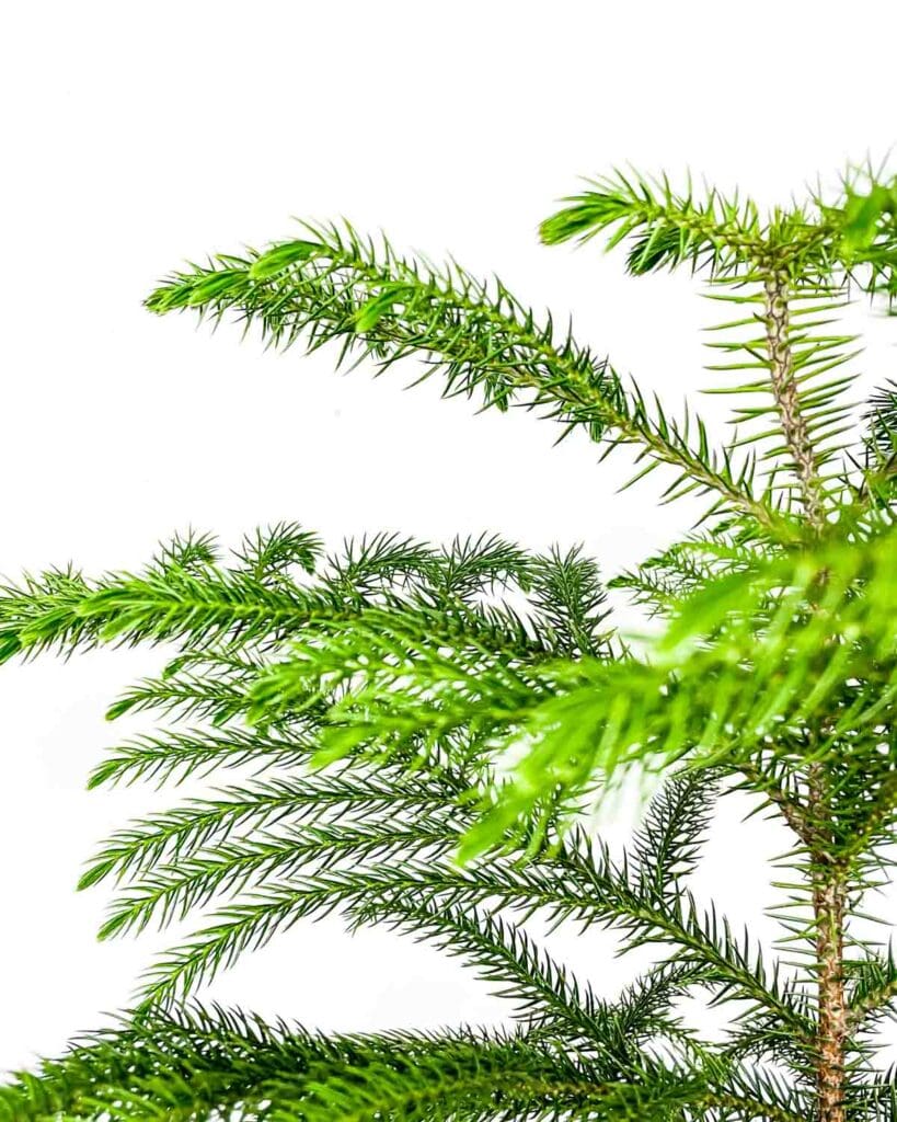 Božična sobna smreka (Araucaria heterophylla) (M) - Džungla Plants