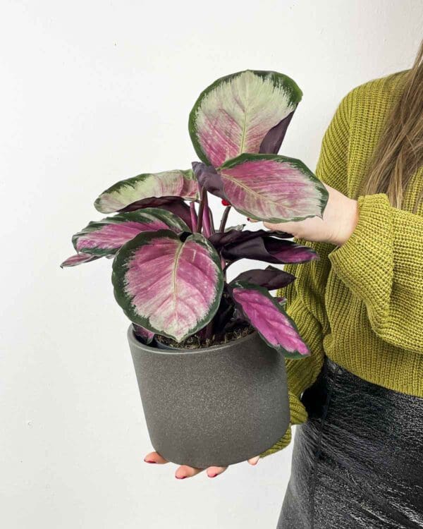 Kalateja 'Rosy' (Calathea roseopicta) (M) - Džungla Plants