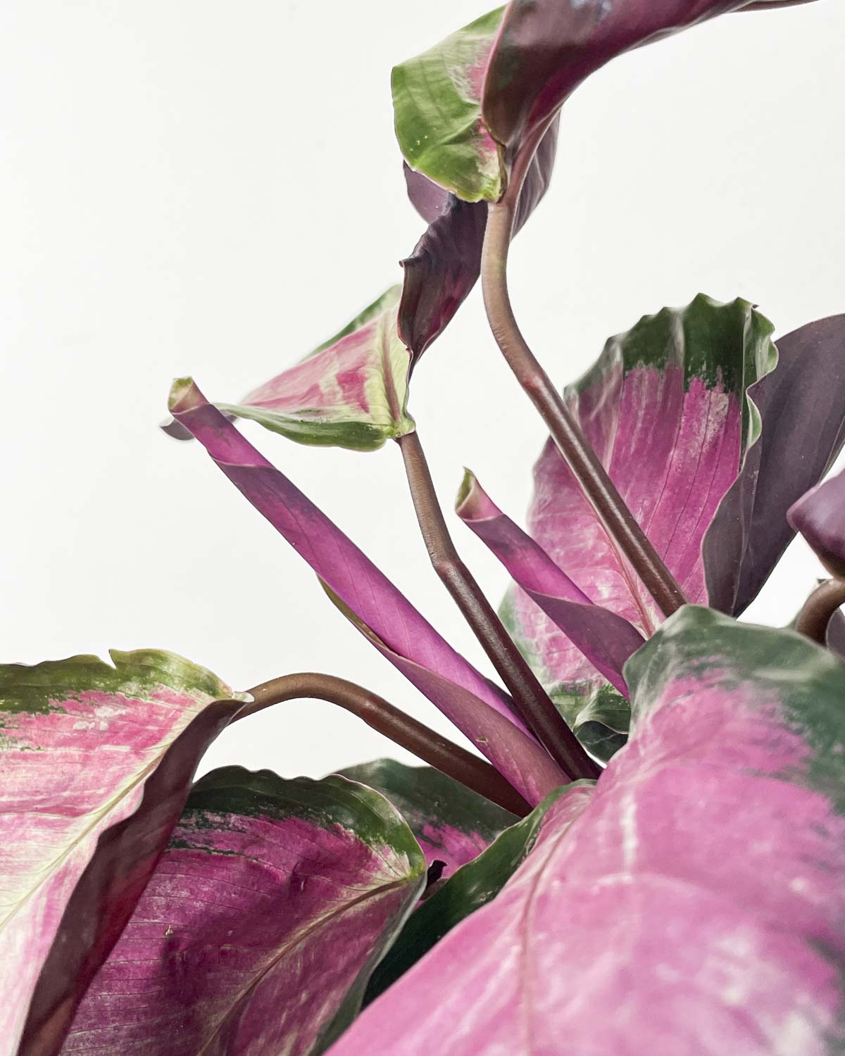 Kalateja 'Rosy' (Calathea roseopicta) (M) - Džungla Plants