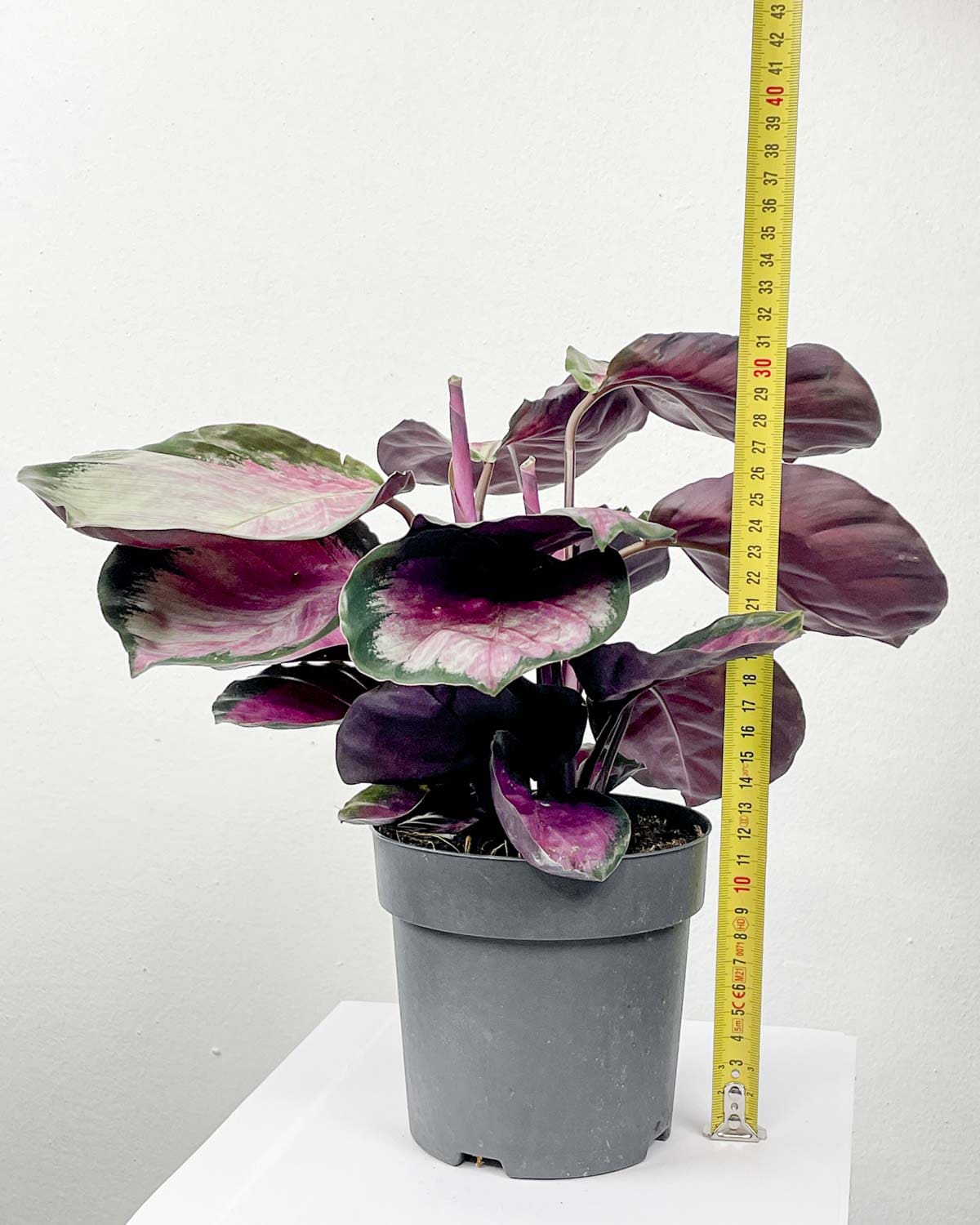 Kalateja 'Rosy' (Calathea roseopicta) (M) - Džungla Plants