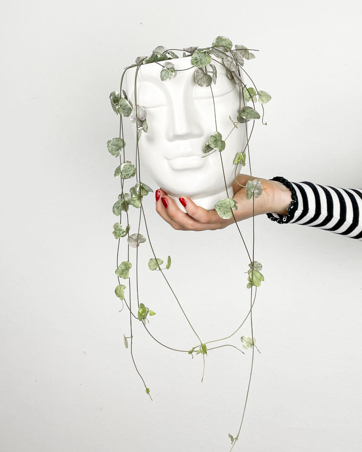 String of hearts 'variegata' (Ceropegia woodii) (M) - Džungla Plants