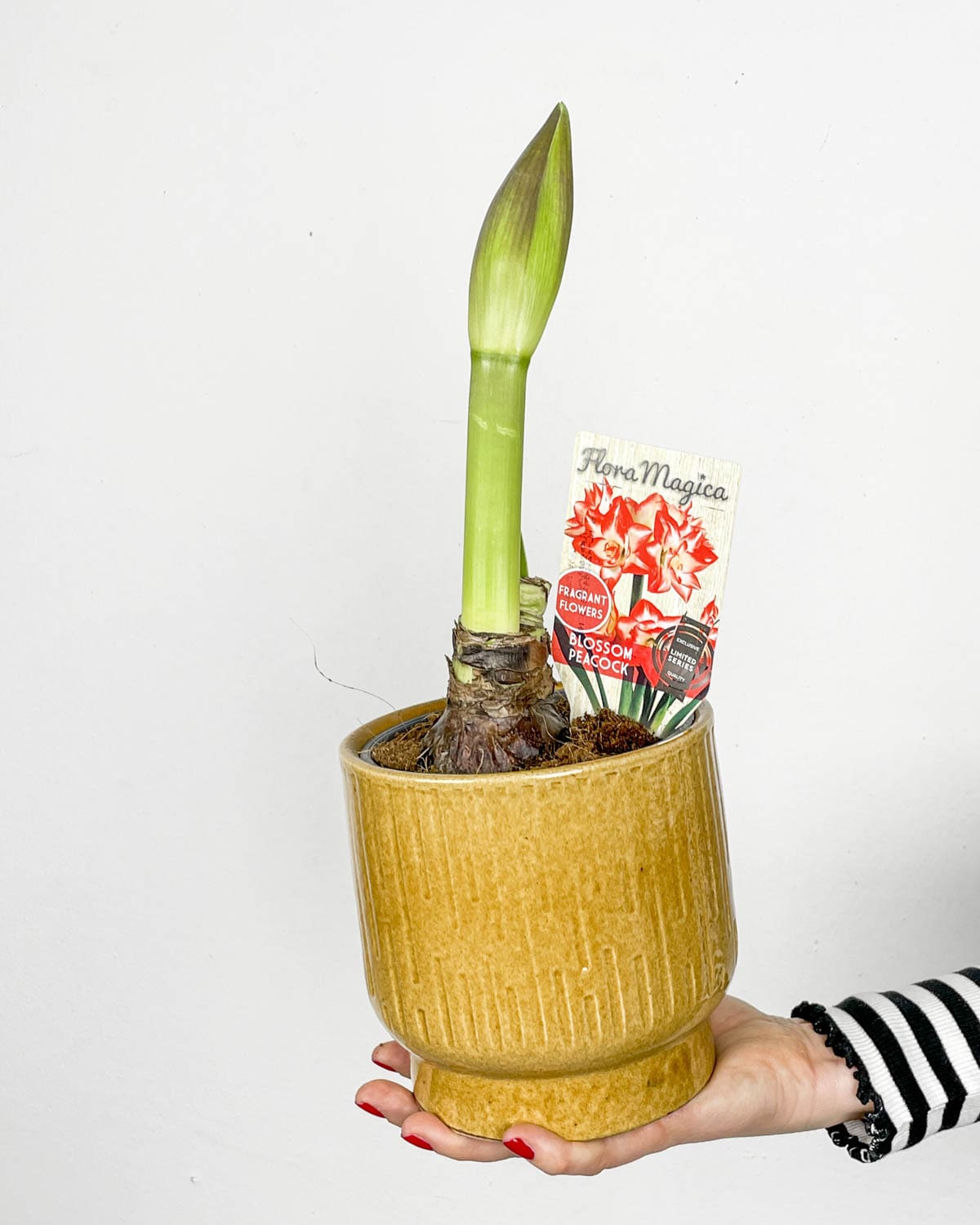 Amarilis 'Tosca' (Hippeastrum) (M) - Džungla Plants