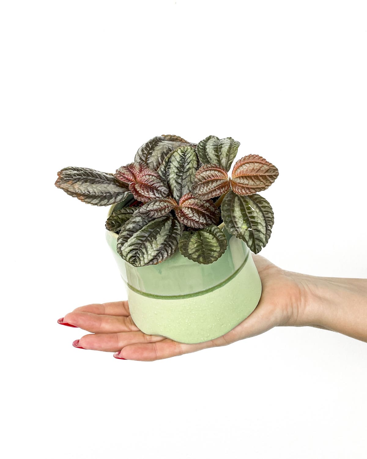 Pilea involucrata 'Norfolk' (S) - Džungla Plants