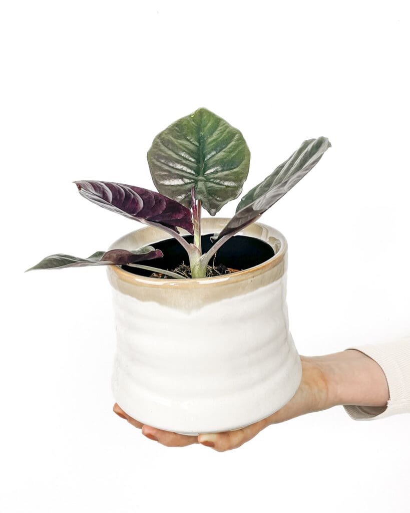 Alocasia infernalis ‘Black Magic’ (S) - Džungla Plants