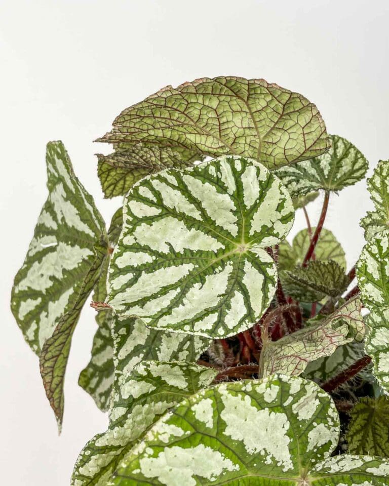 Begonia rex 'Magic Colours Tap Dance’ (M) - Džungla Plants