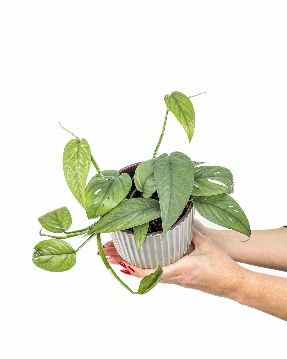 Cebu Blue pothos (Epipremnum pinnatum) (M) - Džungla Plants