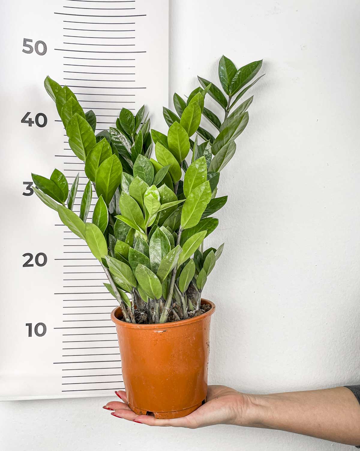 Zamija (Zamioculcas zamiifolia) (M) - Džungla Plants