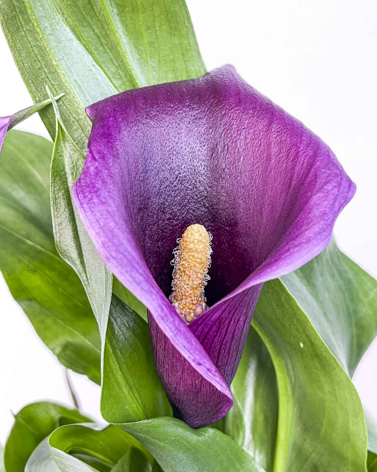 Vijolična calla lilija 'Paco' (Zantedeschia) (M) - Džungla Plants