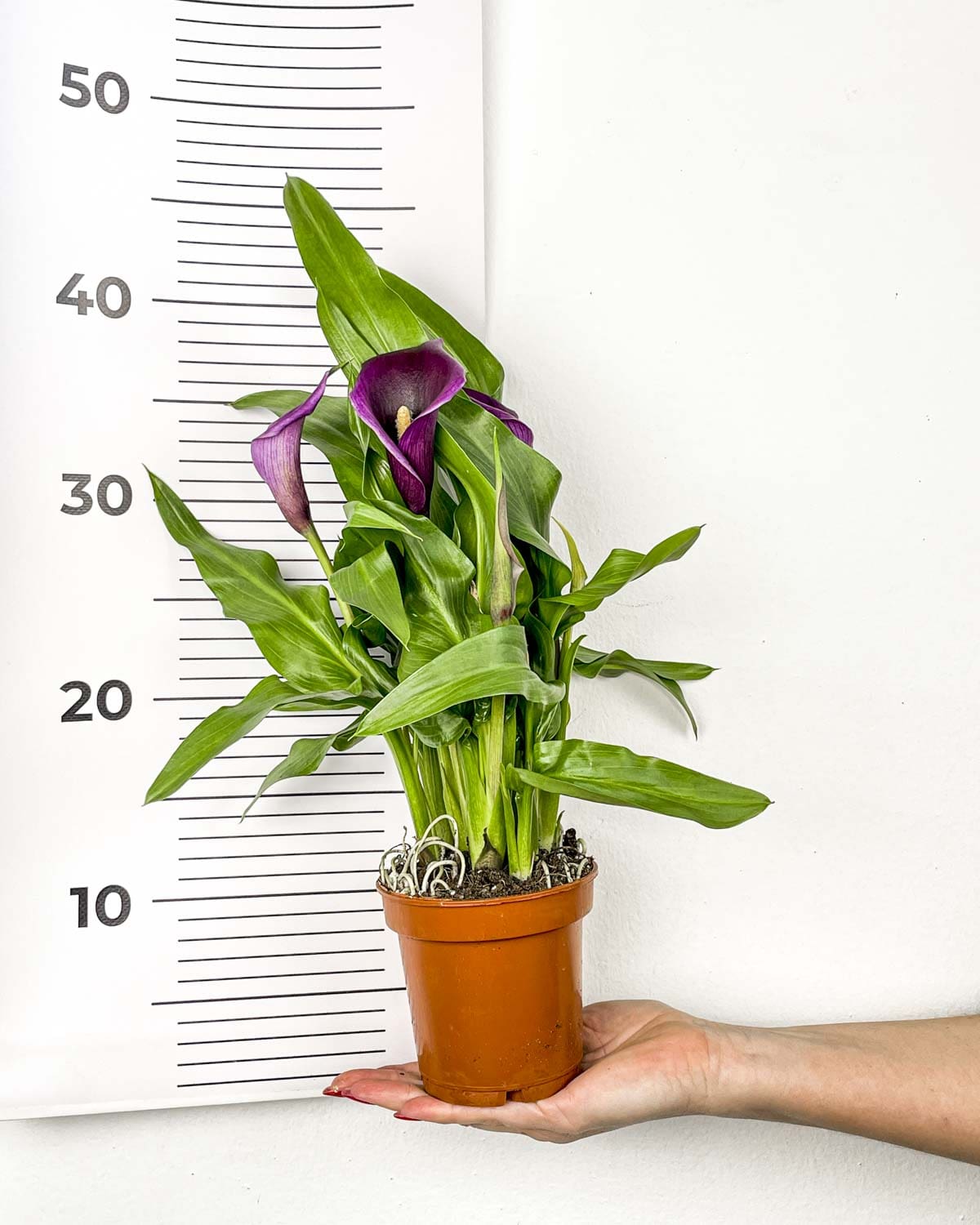 Vijolična calla lilija 'Paco' (Zantedeschia) (M) - Džungla Plants