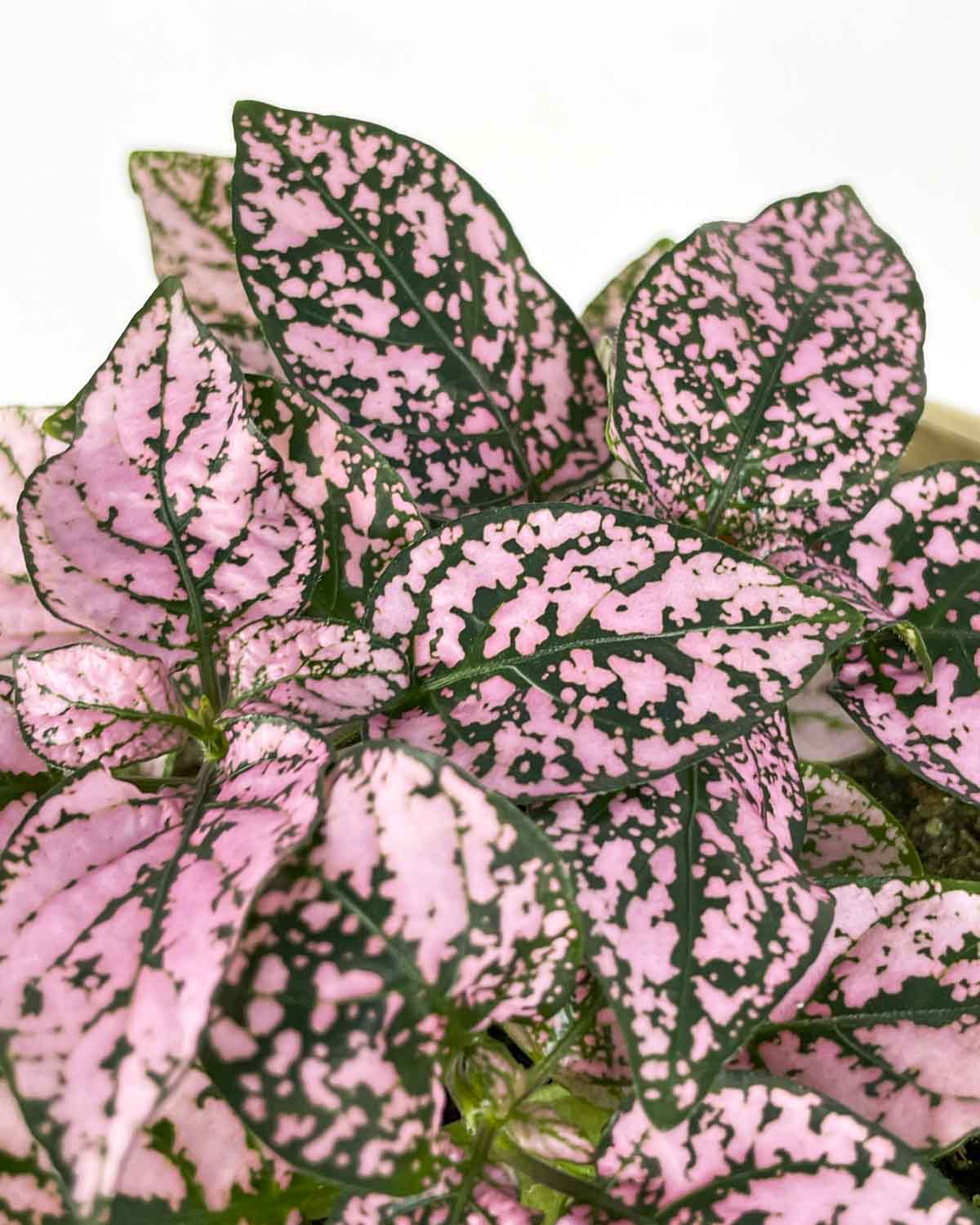 Polka dot plant 'Pronto Pink' (Hypoestes phyllostachya) (S) - Džungla ...