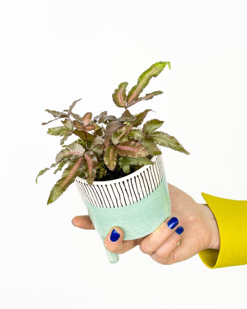 Silver Ribbon fern (Pteris cretica 'Albolineata') (S) - Džungla Plants