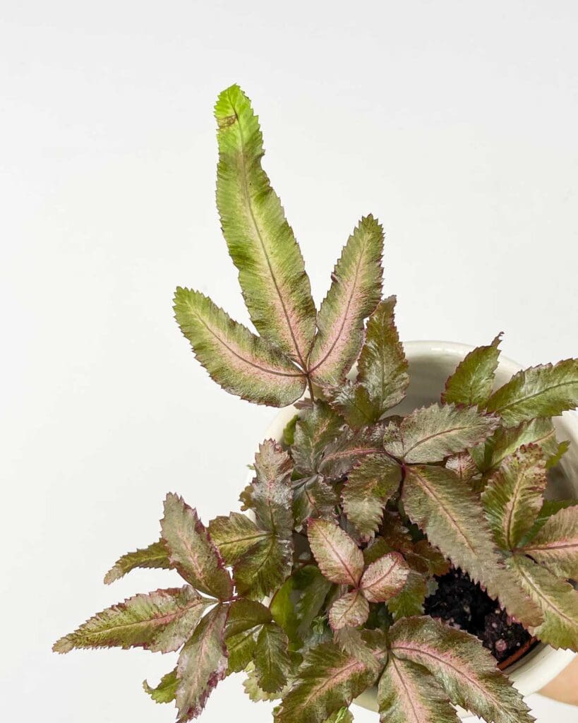 Silver Ribbon fern (Pteris cretica 'Albolineata') (S) - Džungla Plants