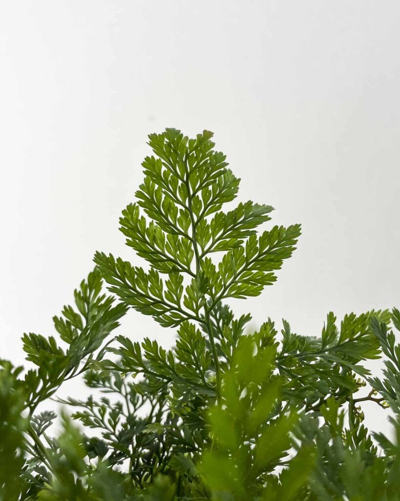 Rabbit's Foot praprot (Humata tyermannii) (M) - Džungla Plants