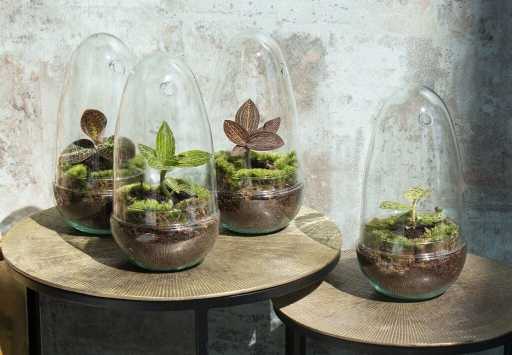 Kako skrbeti za orhideje - Džungla Plants