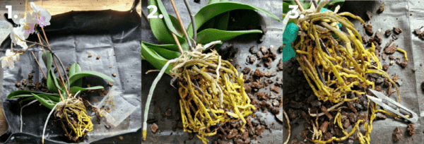 Kako skrbeti za orhideje - Džungla Plants