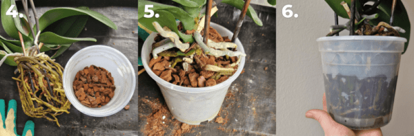 Kako skrbeti za orhideje - Džungla Plants