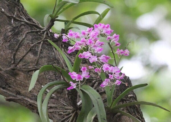 Kako skrbeti za orhideje - Džungla Plants