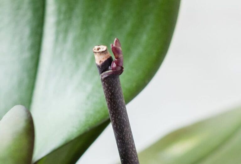 Kako skrbeti za orhideje - Džungla Plants