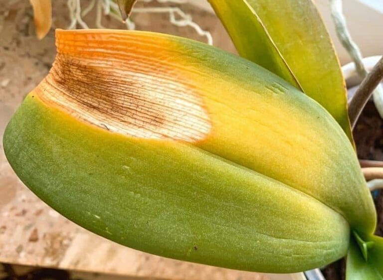 Kako skrbeti za orhideje - Džungla Plants