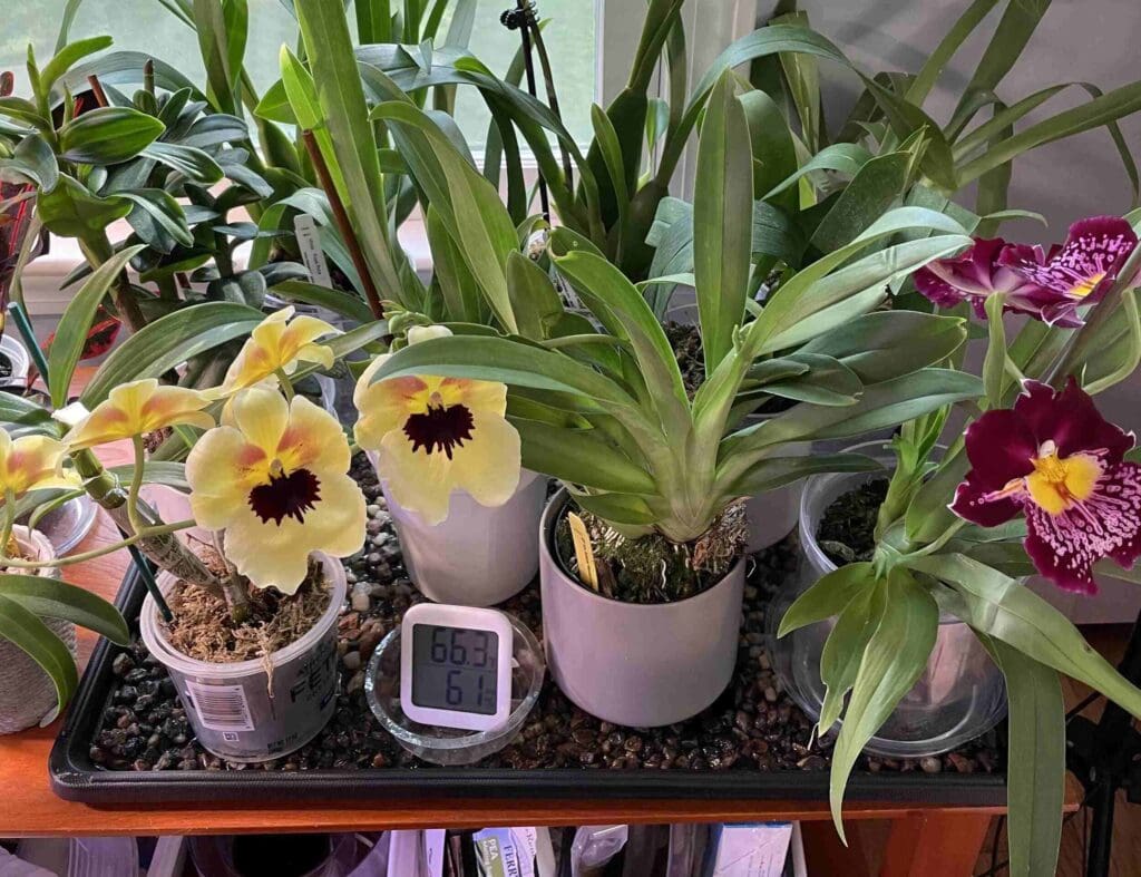 Kako skrbeti za orhideje - Džungla Plants