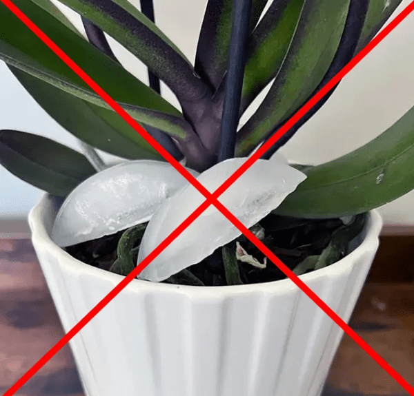 Kako skrbeti za orhideje - Džungla Plants