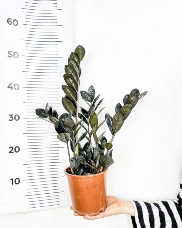 Zamija 'Raven' (Zamioculcas zamiifolia) (M) - Džungla Plants