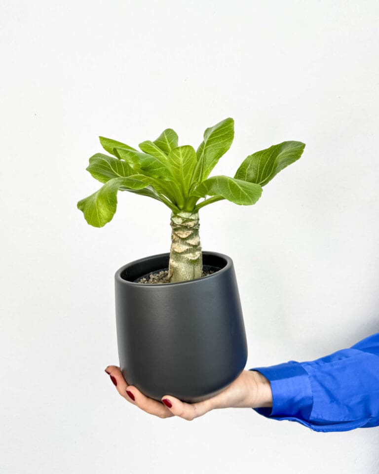 Jagodna kupa (M) - 12,5cm - Džungla Plants