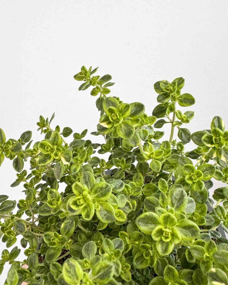 Limonski timijan (Thymus x citriodorus 'Aureus') (M) - Džungla Plants