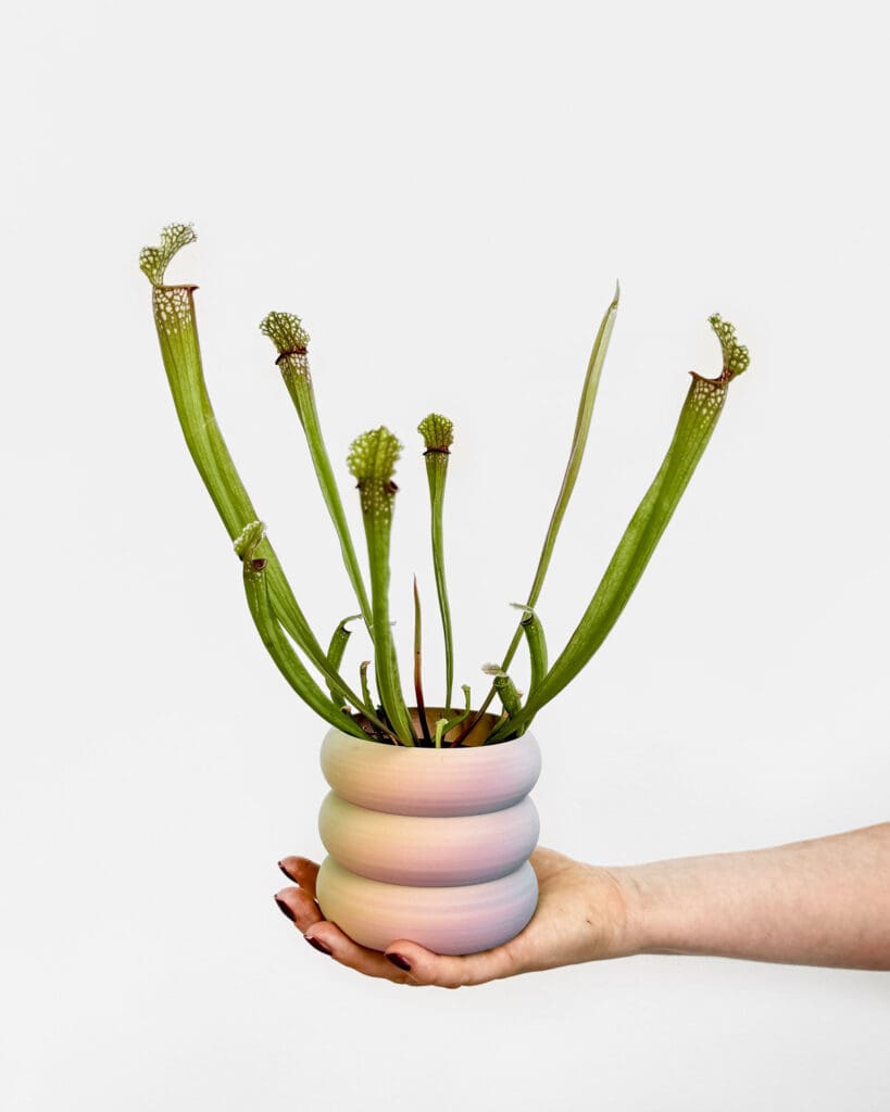 Kako skrbeti za mesojede rastline - Džungla Plants