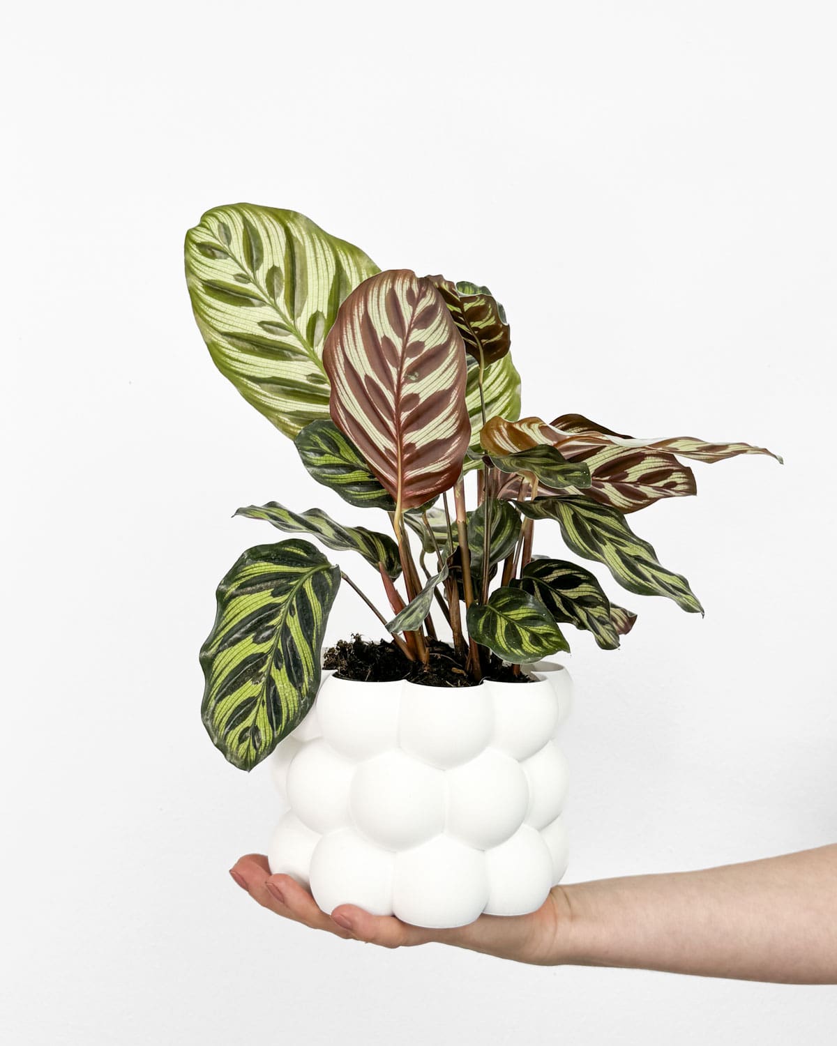 Kalateja makoyana (Calathea) (M) - Džungla Plants