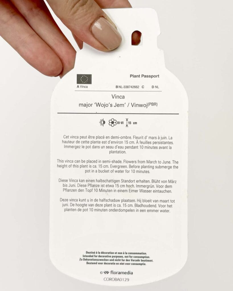 Veliki zimzelen 'Wojo's Jem' (Vinca major) (L) - Džungla Plants