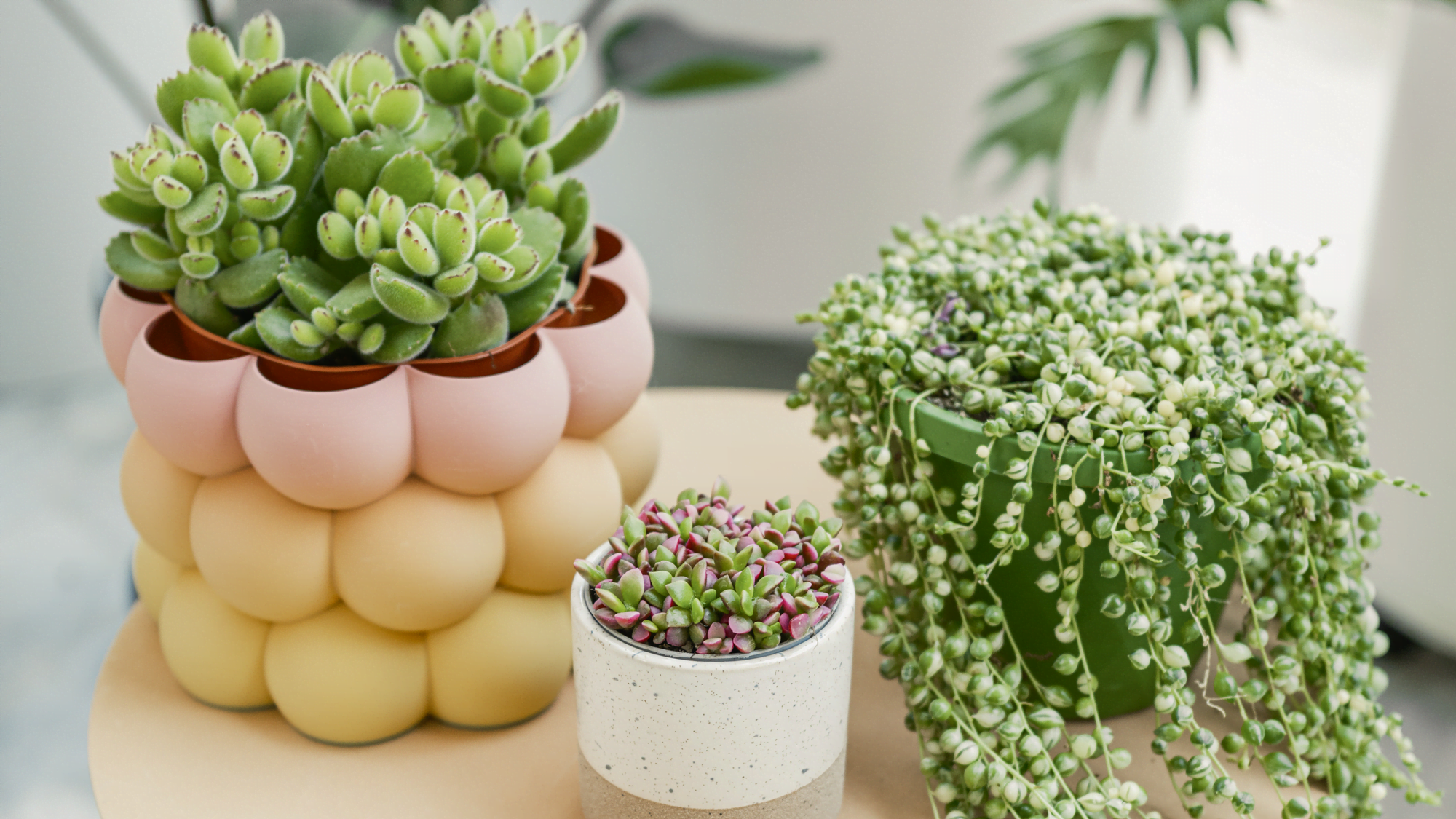 Vse o negi sukulent - Džungla Plants