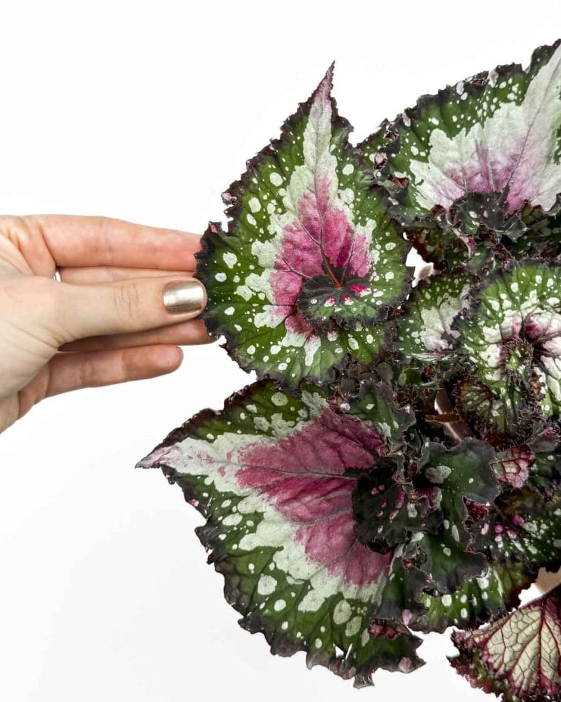 Begonija 'Purple Blush' (Begonia rex) (M) - Džungla Plants