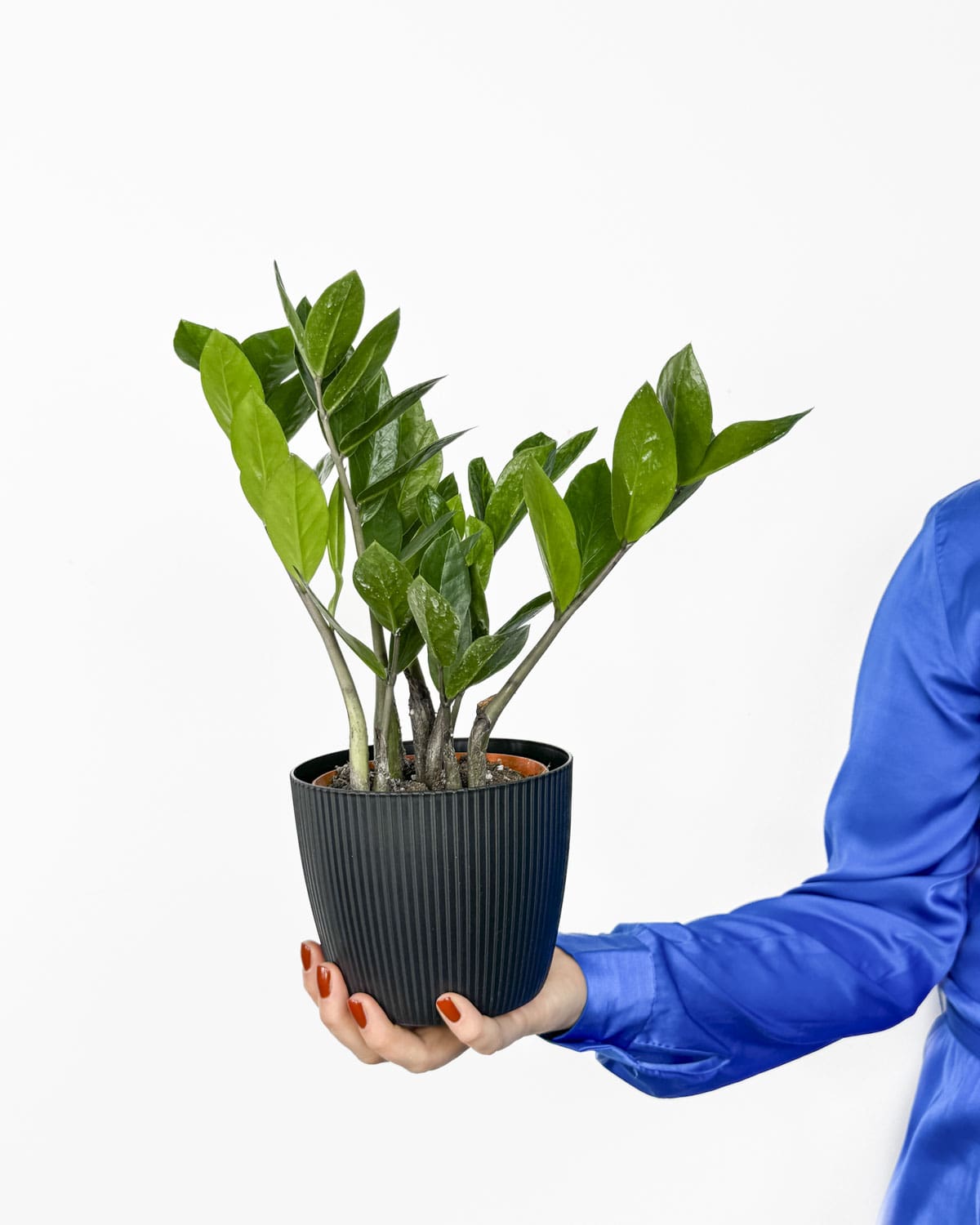 Zamija (Zamioculcas zamiifolia) (M) - Džungla Plants