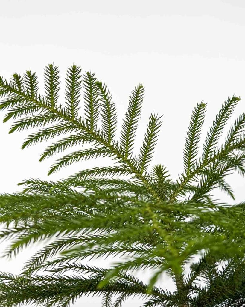 Božična sobna smreka (Araucaria heterophylla) (M) - Džungla Plants